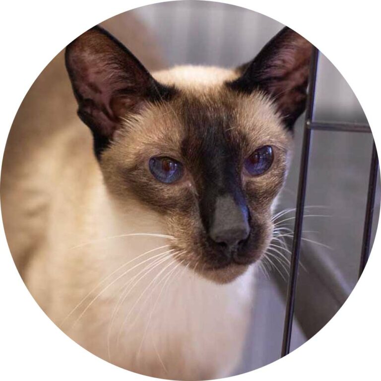 Adoption – Niagara SPCA and Humane Society