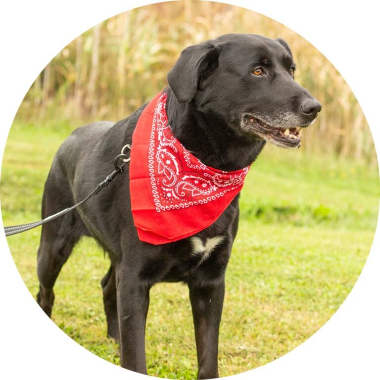 Adoption – Niagara SPCA and Humane Society