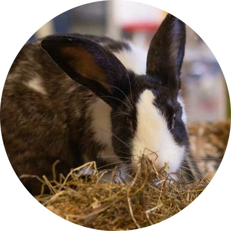 Adoption – Niagara SPCA and Humane Society
