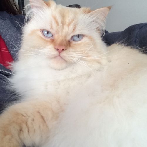 Lost Cat – Chester – Niagara SPCA and Humane Society