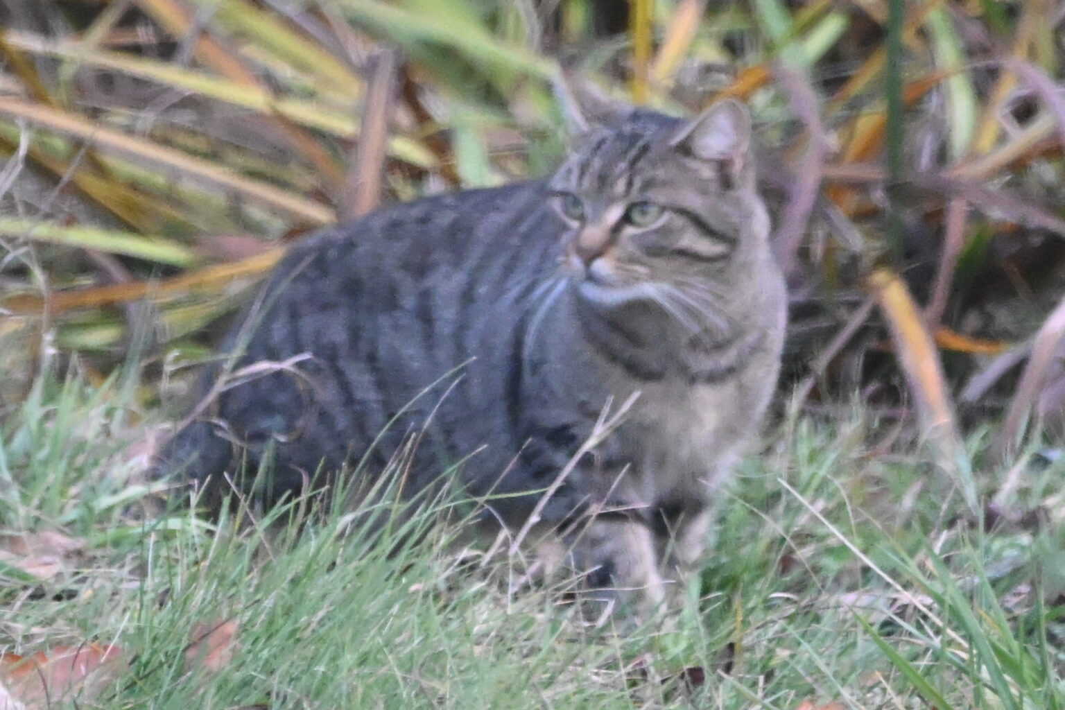Lost Cat – NA – Niagara SPCA and Humane Society